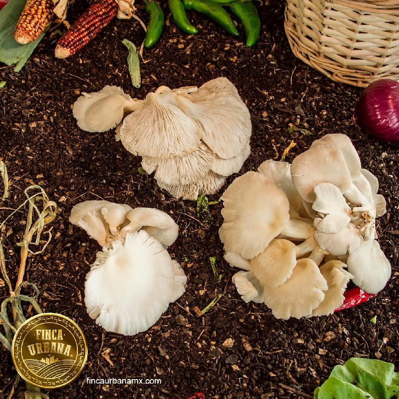 Hongo Seta gris orgánica (200 g) – Finca Urbana